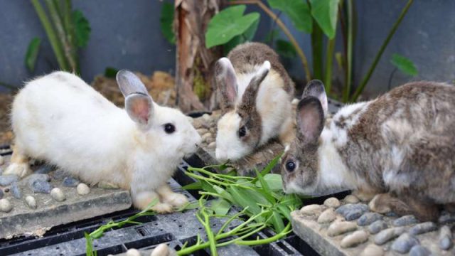 Can Rabbits Eat Spinach? | Pet Diet Guide