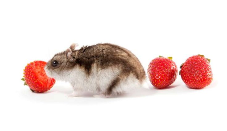 Can Hamsters Eat Strawberries? | Pet Diet Guide