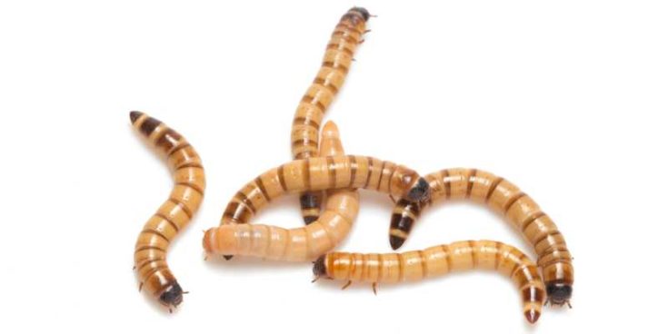 Can Bearded Dragons Eat Superworms? (aka King Worms) | Pet Diet Guide