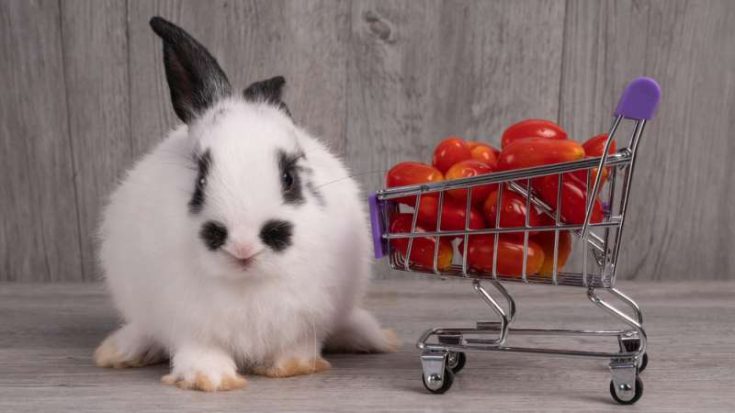 Can Rabbits Eat Tomatoes? | Pet Diet Guide