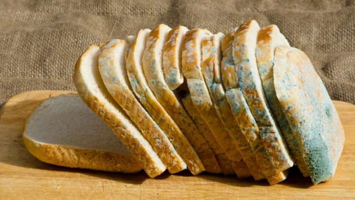 Can Chickens Eat Moldy Food? | Pet Diet Guide