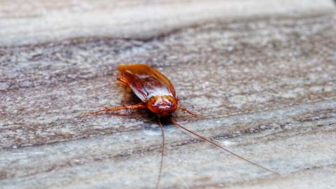 Can Bearded Dragons Eat Cockroaches? | Pet Diet Guide