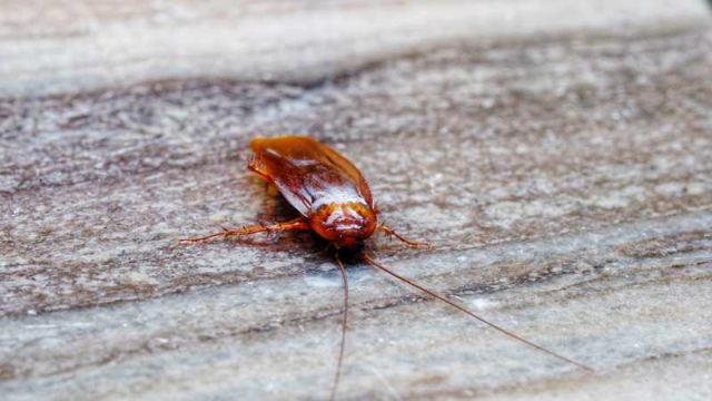 Can Bearded Dragons Eat Cockroaches? – Pet Diet Guide