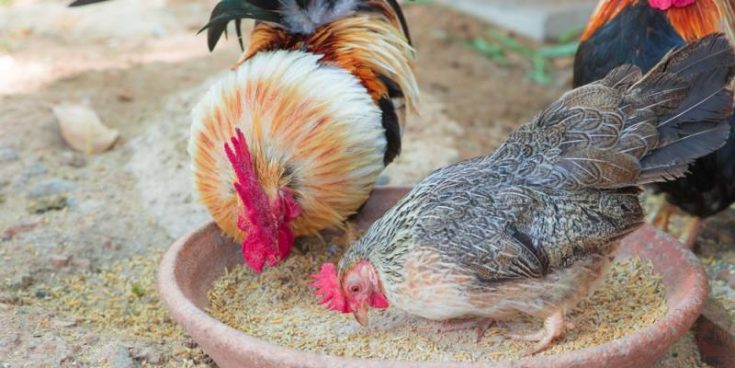 Can Chickens Eat Rice? | Pet Diet Guide