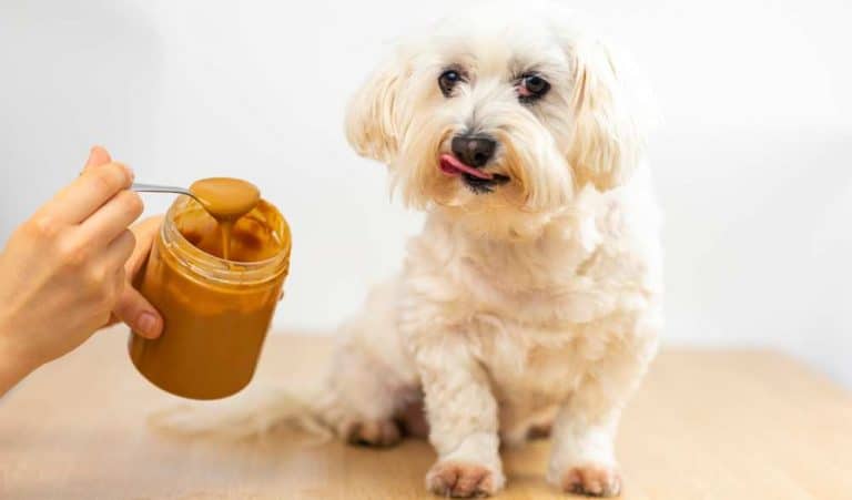 Can Dogs Eat Butter? Is Butter Bad For Dogs? | Pet Diet Guide