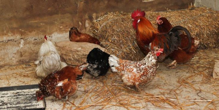 Can Chickens Eat Scratch? | Pet Diet Guide