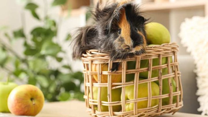 Can Hamsters Eat Apples? | Pet Diet Guide