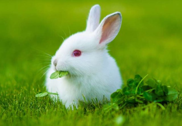Can Rabbits Eat Clover? - Pet Diet Guide