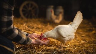 Can Chickens Eat Crackers? | Pet Diet Guide