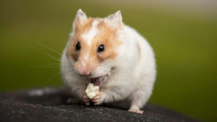 Can Hamsters Eat Popcorn? | Pet Diet Guide