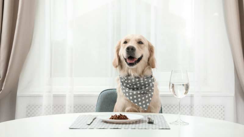 What Can Dogs Eat A Comprehensive List Of Dog safe Foods Pet Diet Guide