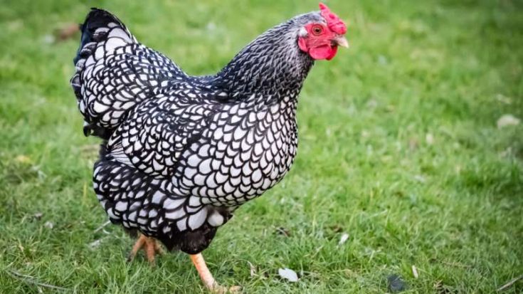 Can Chickens Eat Beetles? | Pet Diet Guide
