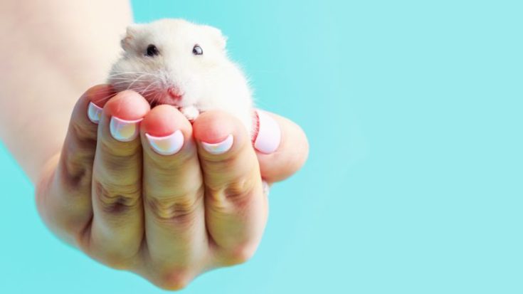 Can Hamsters Eat Blueberries? | Pet Diet Guide