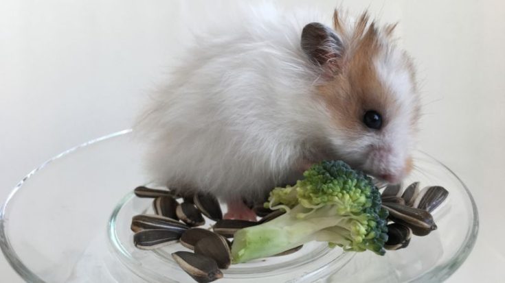 Can Hamsters Eat Broccoli? | Pet Diet Guide