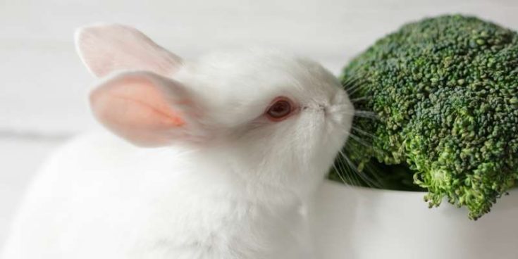 Can Rabbits Eat Broccoli? | Pet Diet Guide