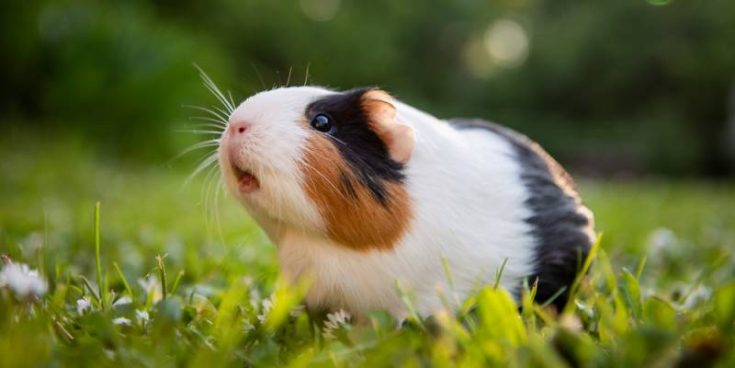 Can Guinea Pigs Eat Potatoes? | Pet Diet Guide