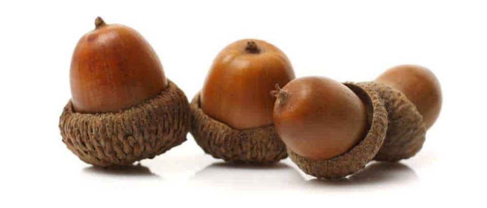 Can Guinea Pigs Eat Acorns? | Pet Diet Guide